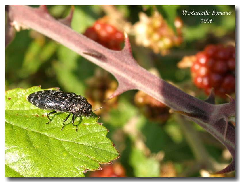 Coraebus rubi, il Buprestide del rovo , Natura Mediterraneo | Forum ...