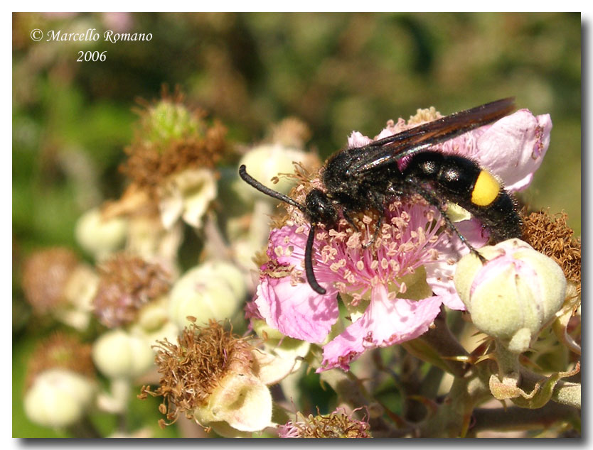 Scolia flavifrons e Scolia hirta (Hymenoptera) , Natura Mediterraneo ...