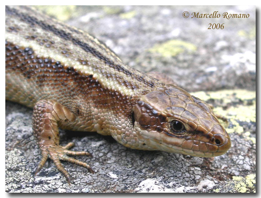 Incontro con una femmina gravida di lucertola vivipara , Natura ...
