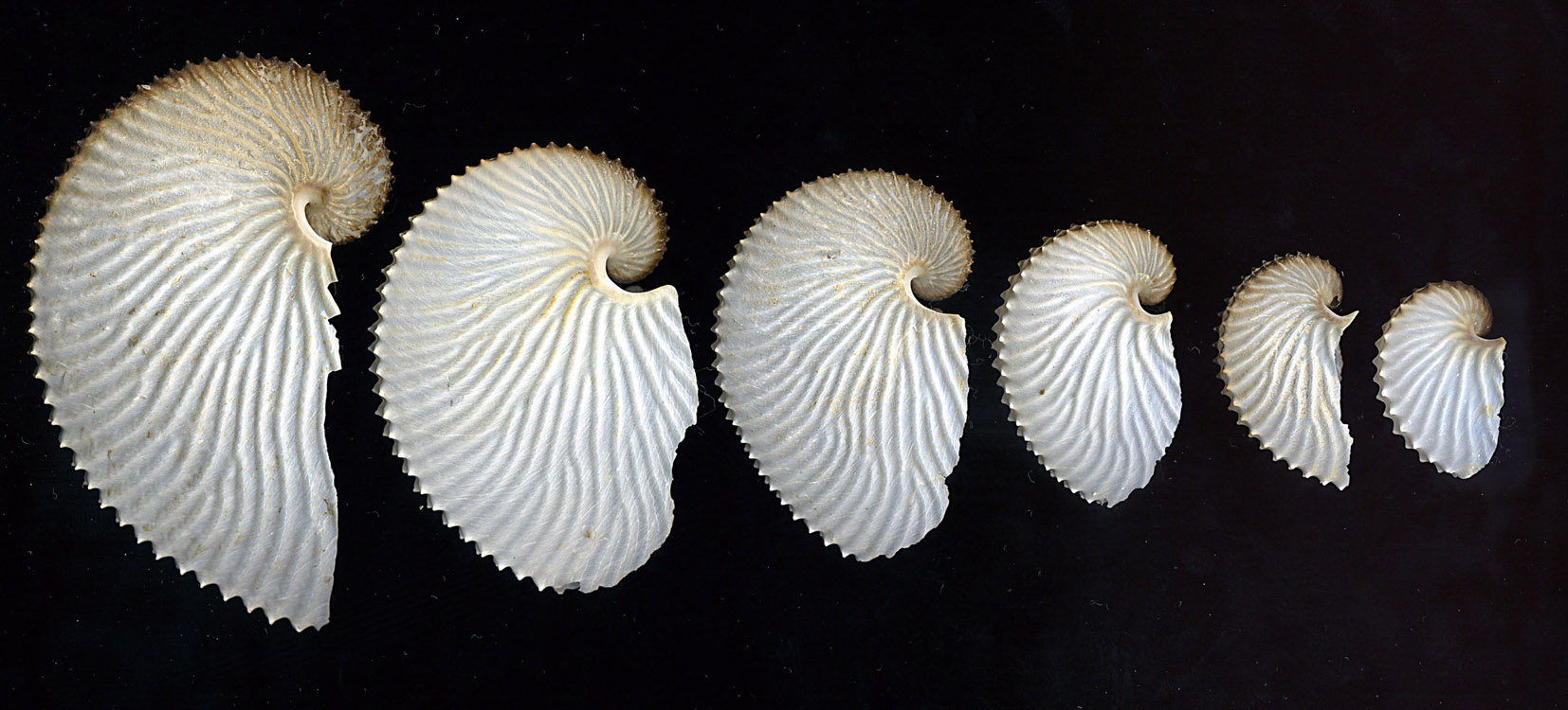 Argonauta argo , Natura Mediterraneo | Forum Naturalistico