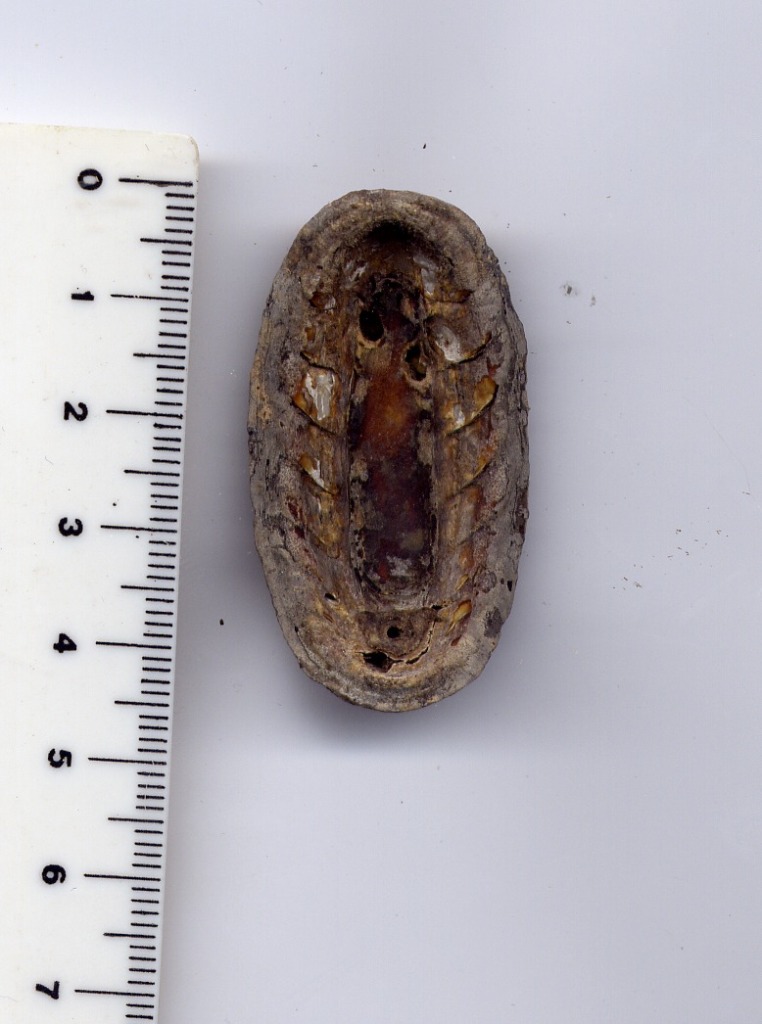 Chaetopleura angulata , Natura Mediterraneo | Forum Naturalistico