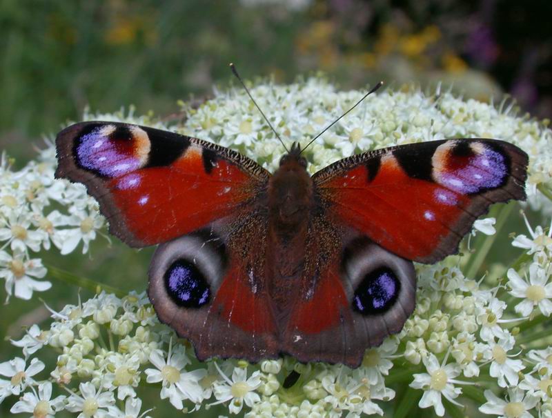 Aglais io , Natura Mediterraneo | Forum Naturalistico