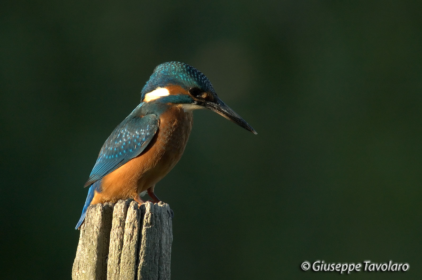 Martin pescatore (Alcedo atthis). , Natura Mediterraneo | Forum ...
