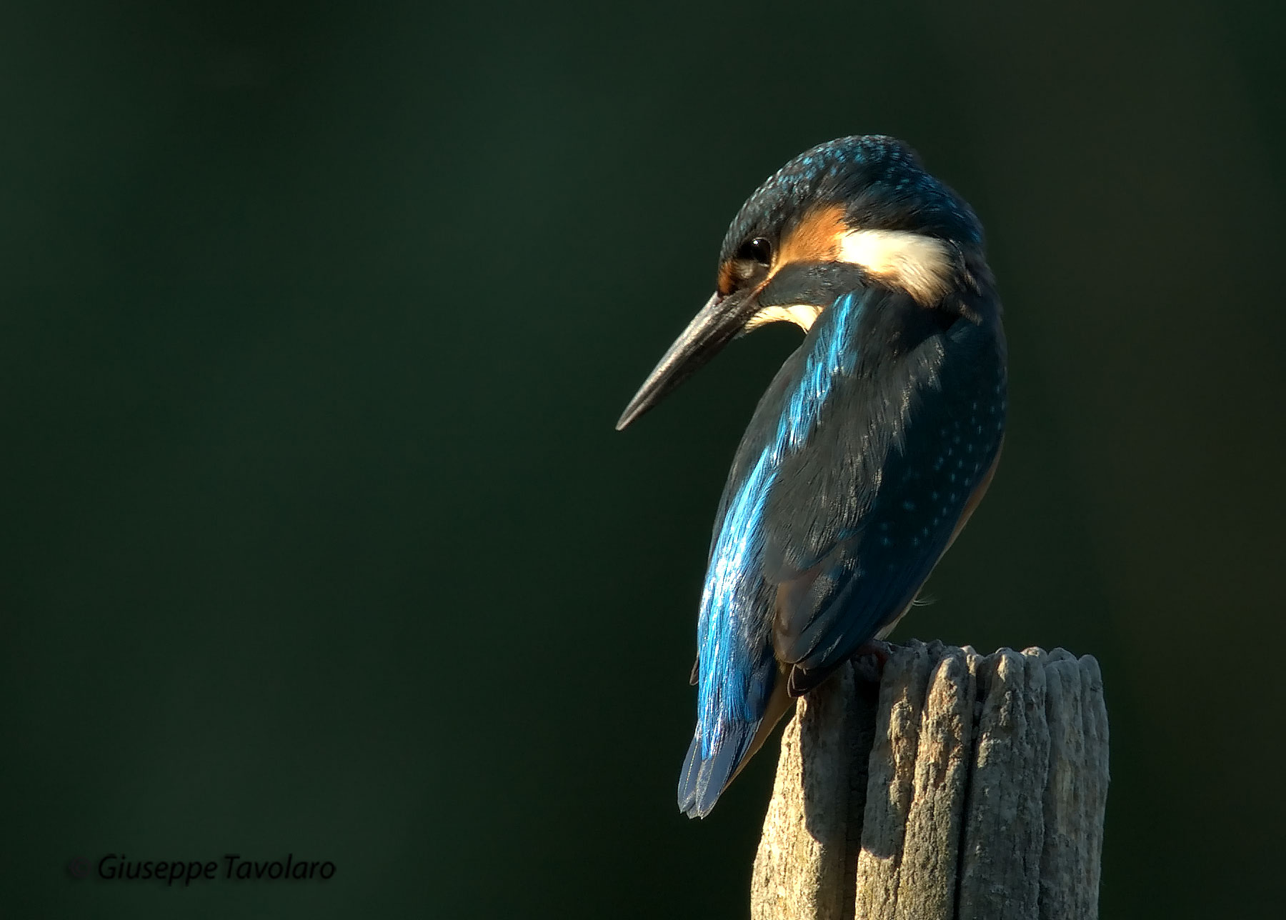 Martin pescatore (Alcedo atthis). , Natura Mediterraneo | Forum ...