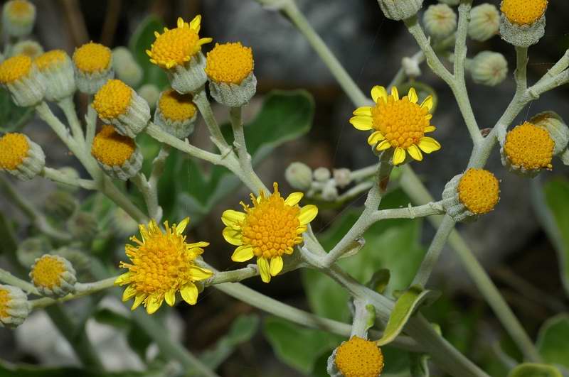 Jacobaea maritima subsp. bicolor (=Senecio bicolor) / Senecione ...