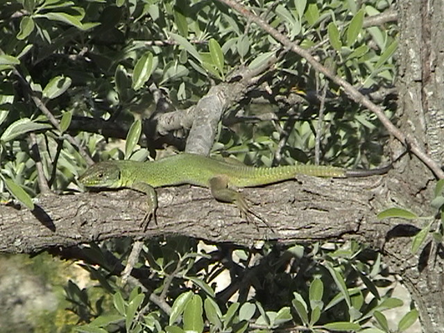 Ramarro giovane Lacerta bilineata , Natura Mediterraneo | Forum ...