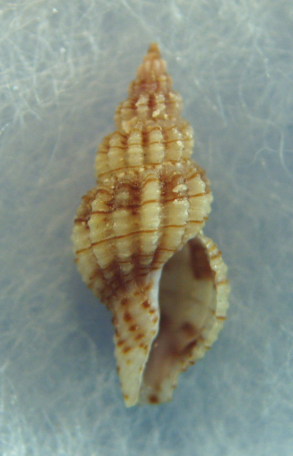 Raphitoma concinna? , Natura Mediterraneo | Forum Naturalistico