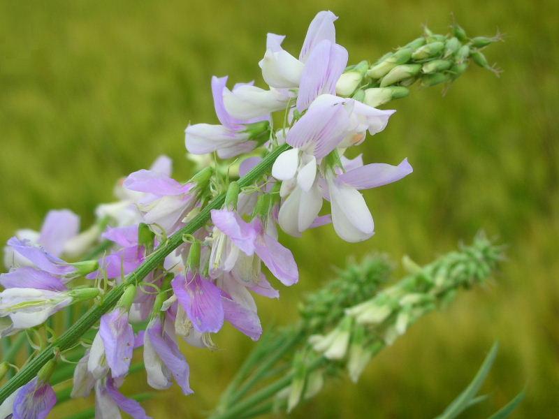 Galega officinalis / Capraggine , Natura Mediterraneo | Forum Naturalistico