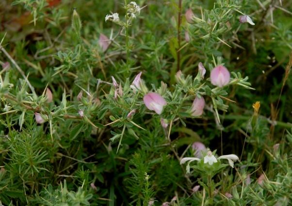 Ononis spinosa / Ononide spinosa , Natura Mediterraneo | Forum ...