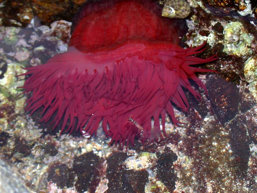 Actinia equina (Linné, 1758) , Natura Mediterraneo | Forum Naturalistico