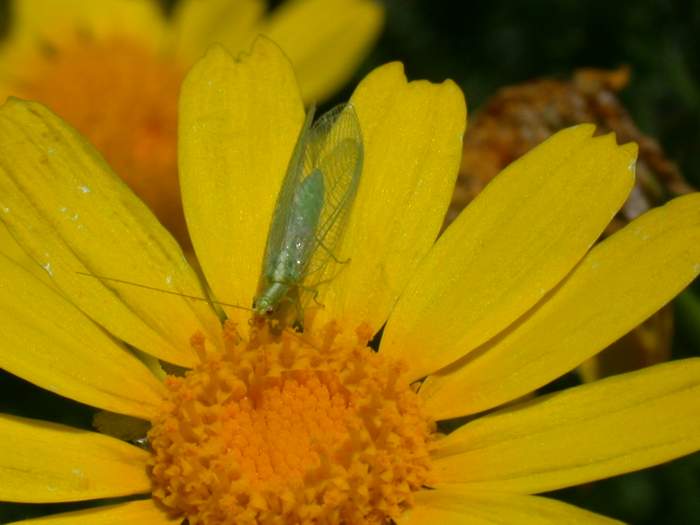 Chrysoperla sp. , Natura Mediterraneo | Forum Naturalistico