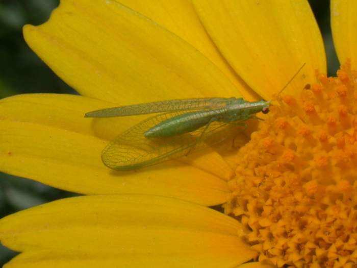 Chrysoperla sp. , Natura Mediterraneo | Forum Naturalistico