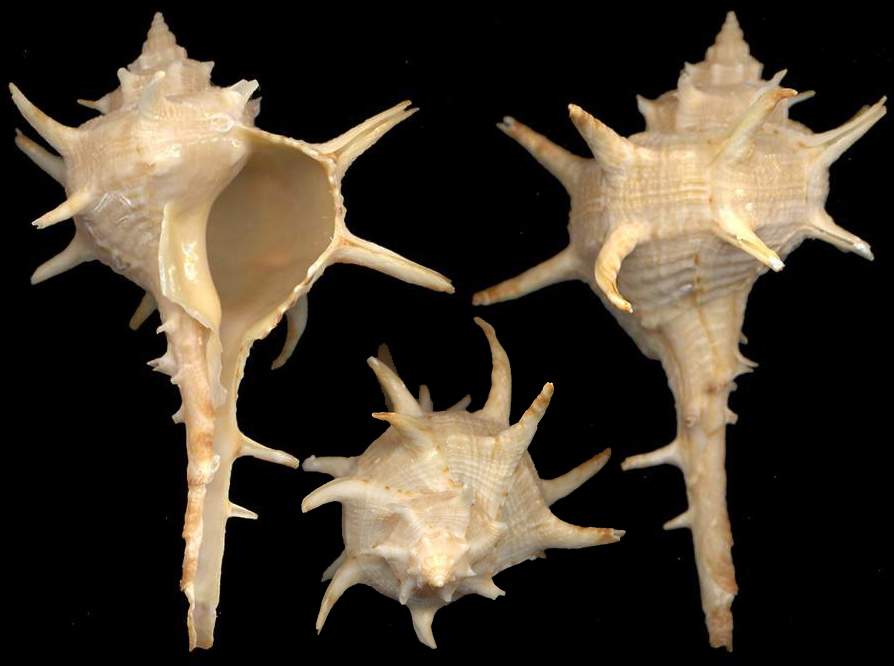 Bolinus cornutus Linnaeus, 1758 , Natura Mediterraneo | Forum Naturalistico