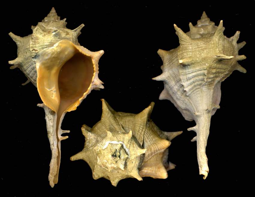 Bolinus cornutus Linnaeus, 1758 , Natura Mediterraneo | Forum Naturalistico