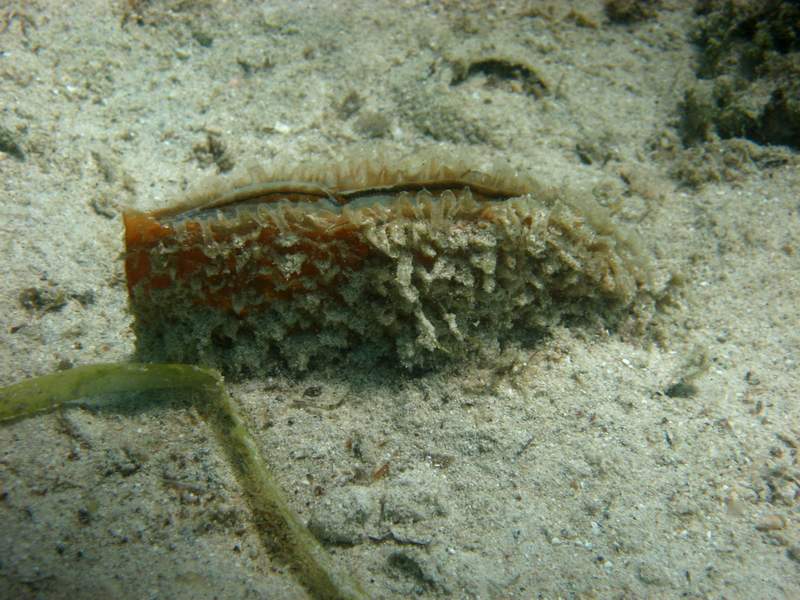 Pinna nobilis , Natura Mediterraneo | Forum Naturalistico