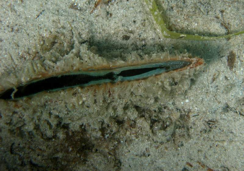 Pinna nobilis , Natura Mediterraneo | Forum Naturalistico