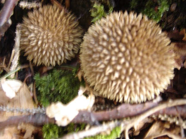 Un tipo di vescia , Natura Mediterraneo | Forum Naturalistico