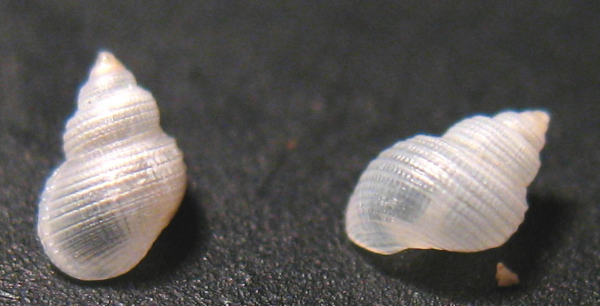 Alvania....Alvania ...Alvania , Natura Mediterraneo | Forum Naturalistico