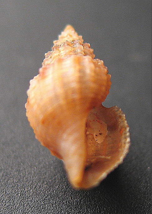 Raphitoma concinna? , Natura Mediterraneo | Forum Naturalistico