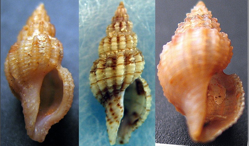 Raphitoma concinna? , Natura Mediterraneo | Forum Naturalistico