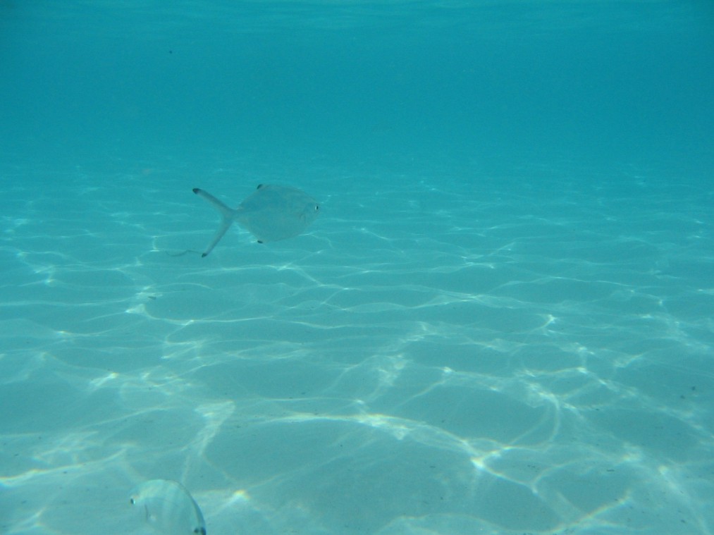 Leccia stella Trachinotus ovatus , Natura Mediterraneo | Forum ...