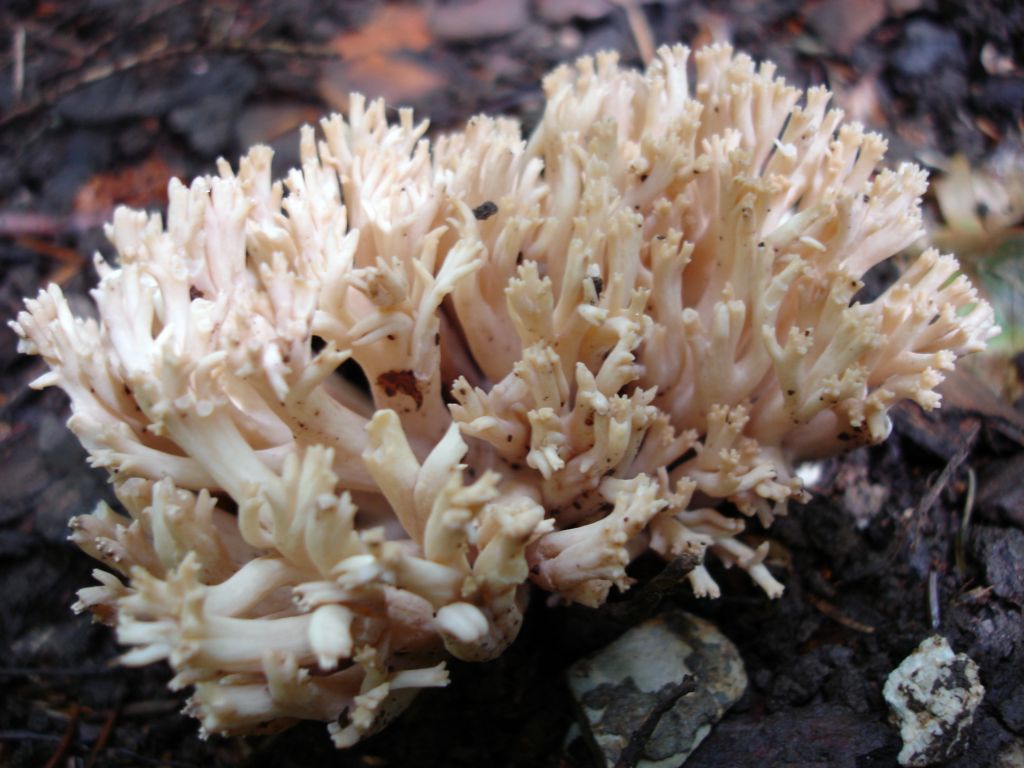 Ramarie , Natura Mediterraneo | Forum Naturalistico