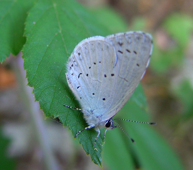 Celastrina argiolus , Natura Mediterraneo | Forum Naturalistico
