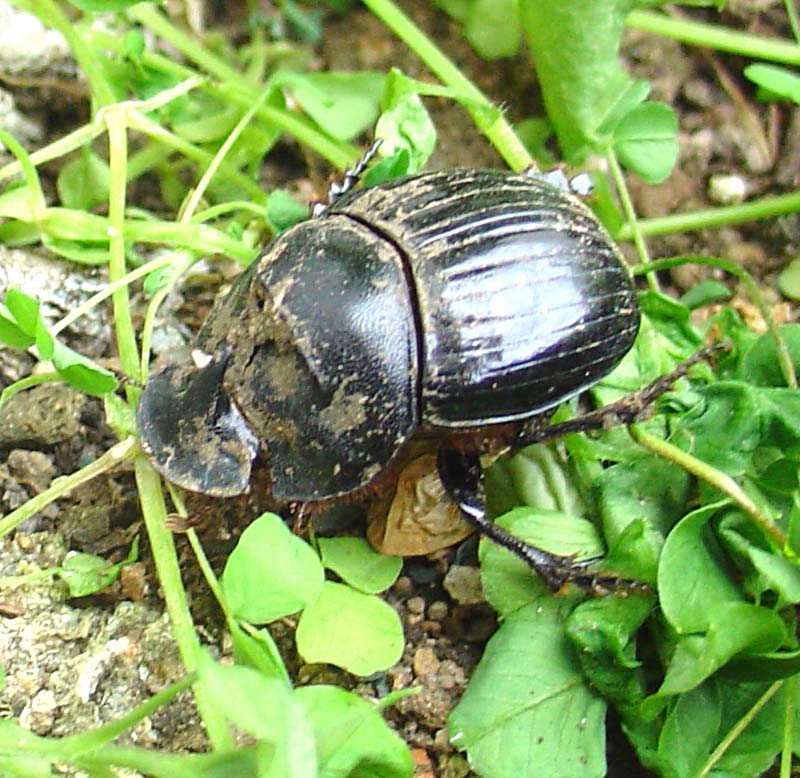 Bubas bison , Natura Mediterraneo | Forum Naturalistico
