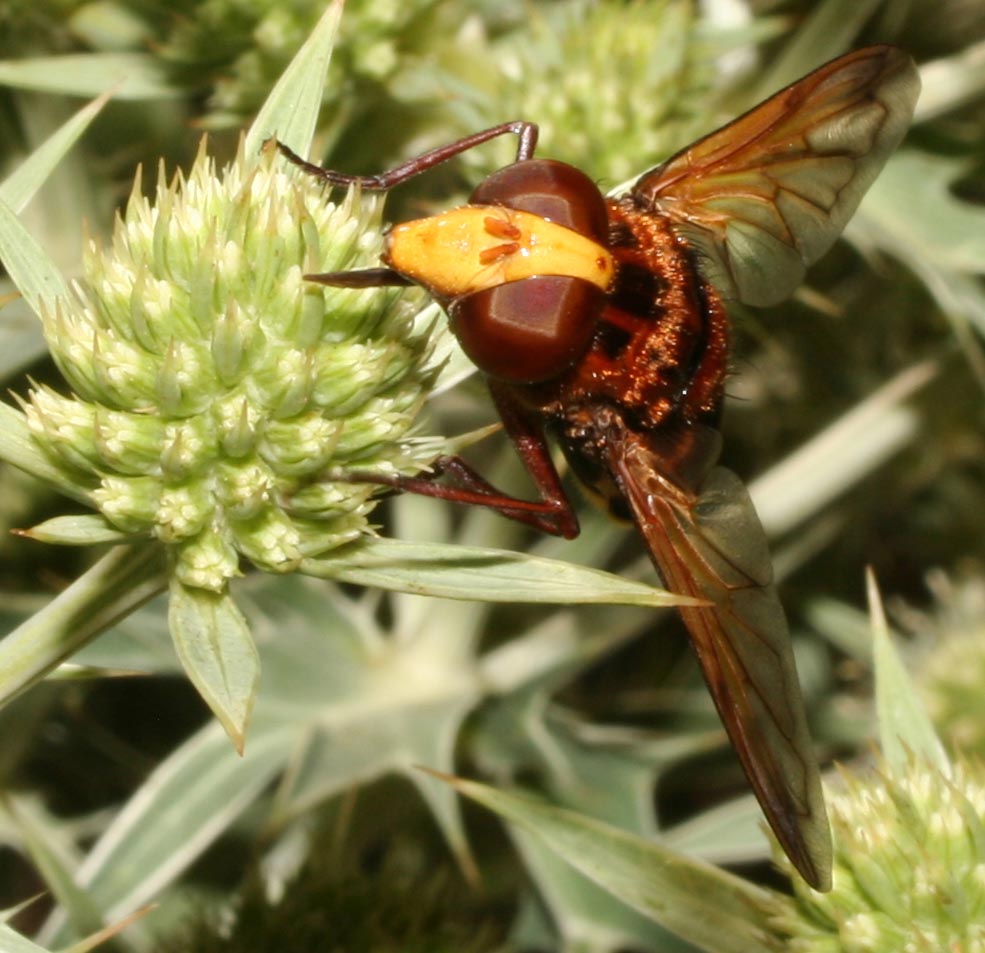 Volucella zonaria , Natura Mediterraneo | Forum Naturalistico