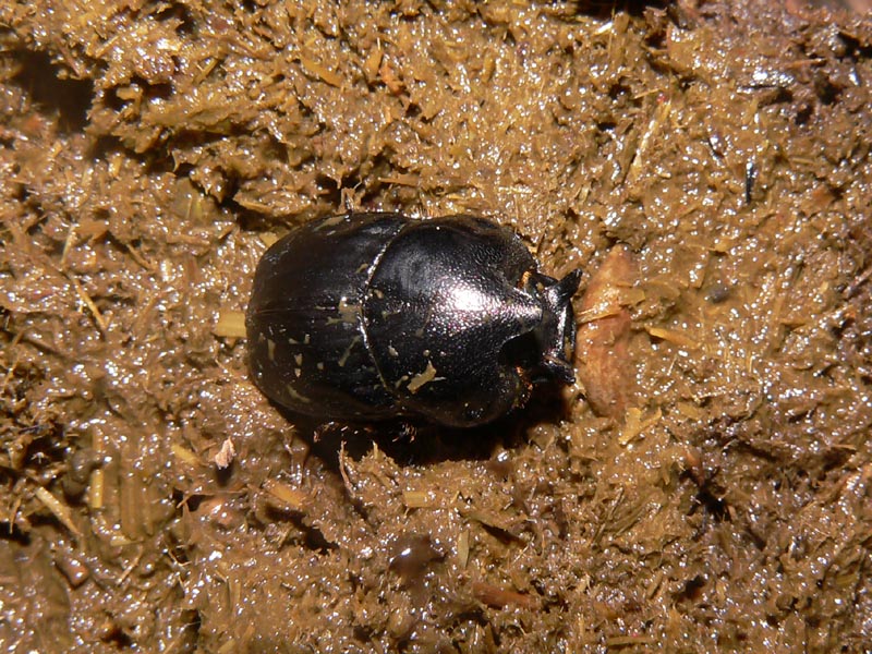 Quattro passi fra una pioggia e l'altra... , Natura Mediterraneo ...