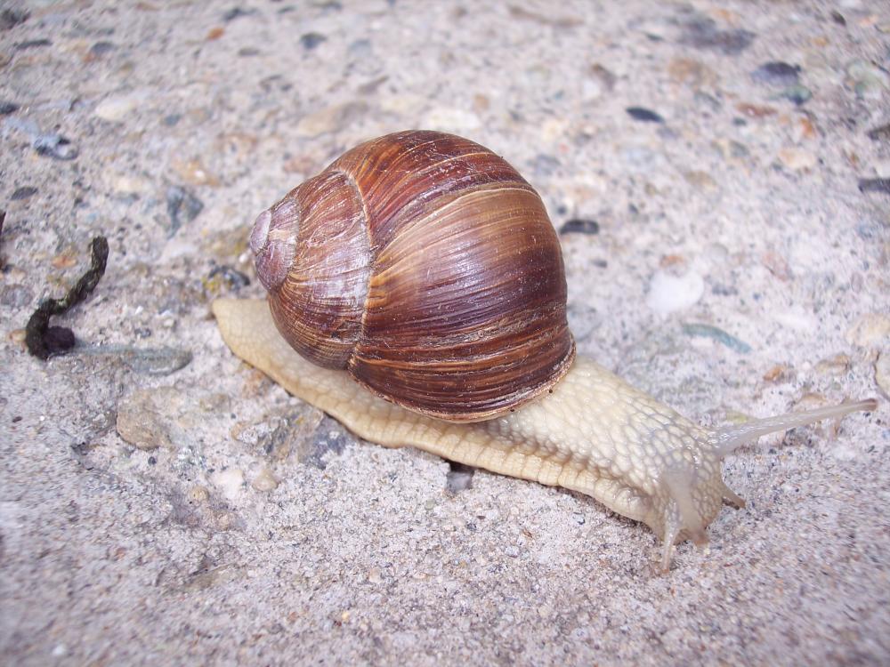 Helix aperta - Alchetron, The Free Social Encyclopedia