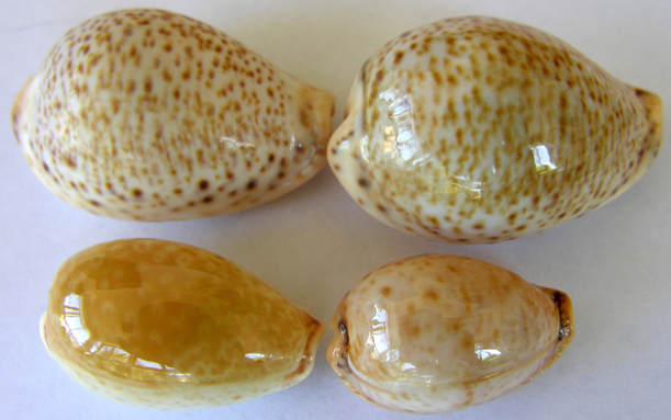 Naria turdus (Lamarck, 1810) , Natura Mediterraneo | Forum Naturalistico