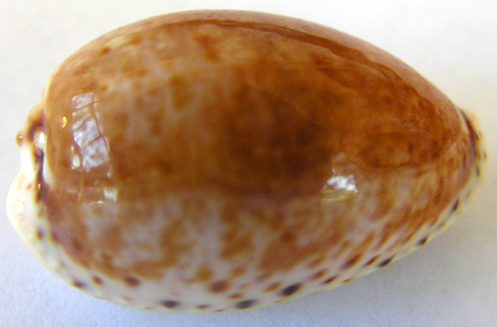 Naria turdus (Lamarck, 1810) , Natura Mediterraneo | Forum Naturalistico