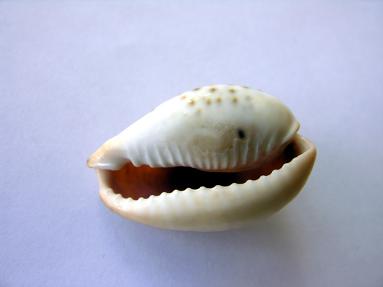 Naria turdus (Lamarck, 1810) , Natura Mediterraneo | Forum Naturalistico