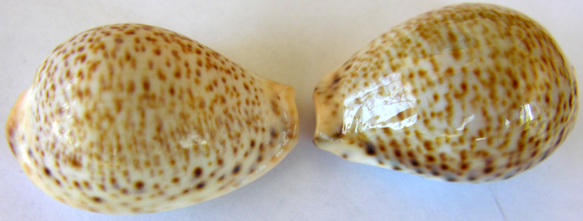Naria turdus (Lamarck, 1810) , Natura Mediterraneo | Forum Naturalistico