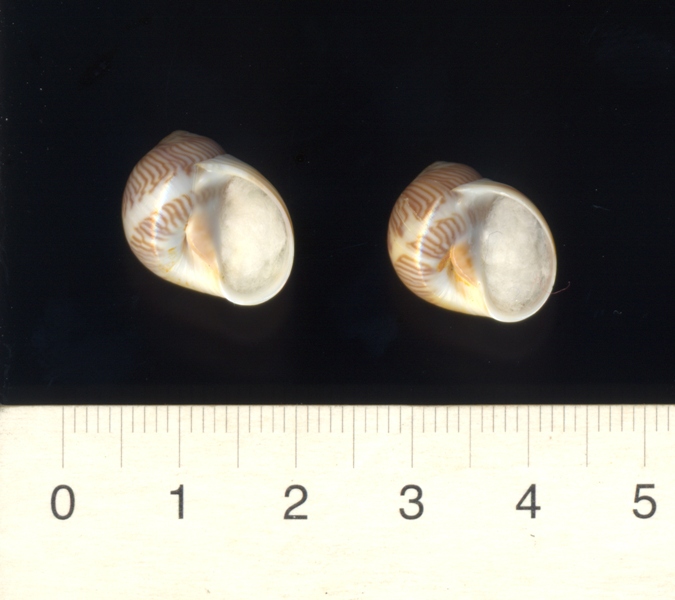 Incontro ravvicinato 2 : Naticidae , Natura Mediterraneo | Forum ...