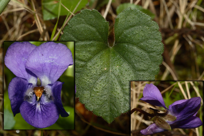 Viola sp. , Natura Mediterraneo | Forum Naturalistico