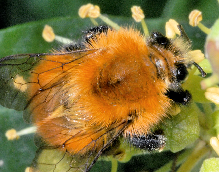 Bombo rosso Bombus pascuorum , Natura Mediterraneo | Forum Naturalistico