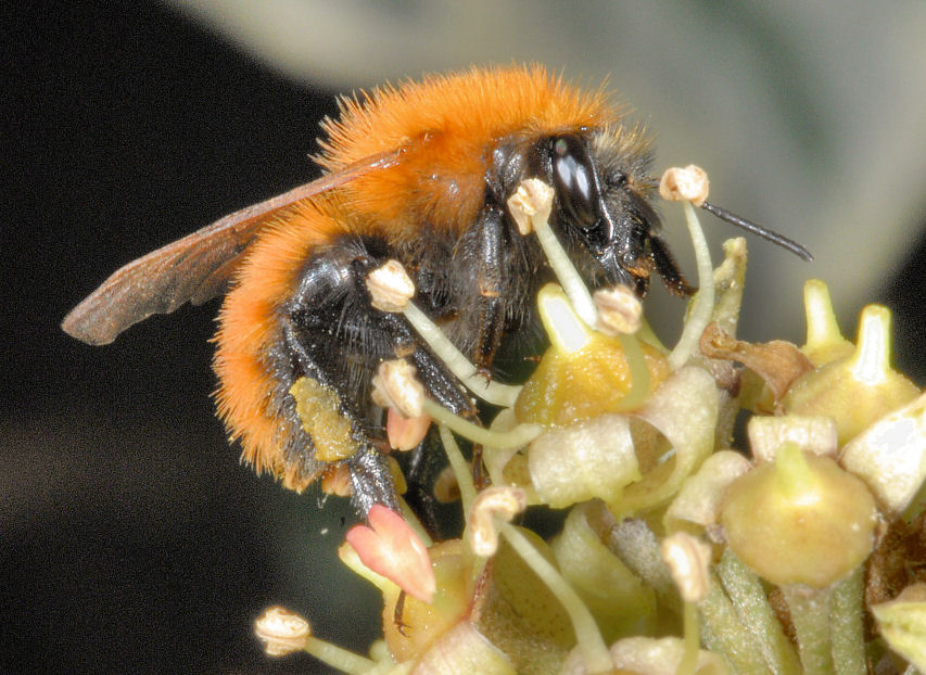 Bombo rosso Bombus pascuorum , Natura Mediterraneo | Forum Naturalistico