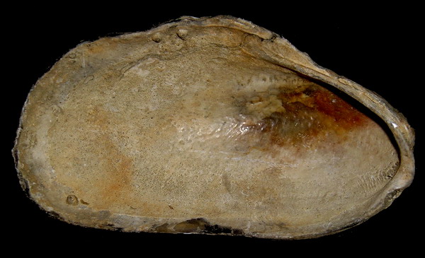 Mytilus ( WURN) , Natura Mediterraneo | Forum Naturalistico