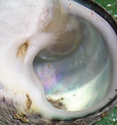 Osilinus lineatus , Natura Mediterraneo | Forum Naturalistico