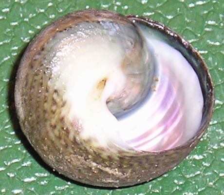 Osilinus lineatus , Natura Mediterraneo | Forum Naturalistico