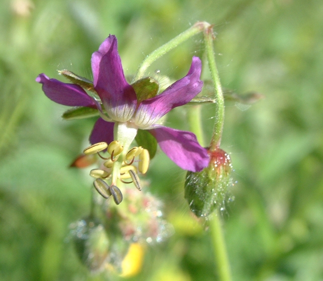 Geranium reflexum / Geranio a petali riflessi , Natura Mediterraneo ...