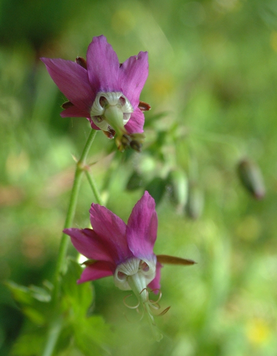 Geranium reflexum / Geranio a petali riflessi , Natura Mediterraneo ...