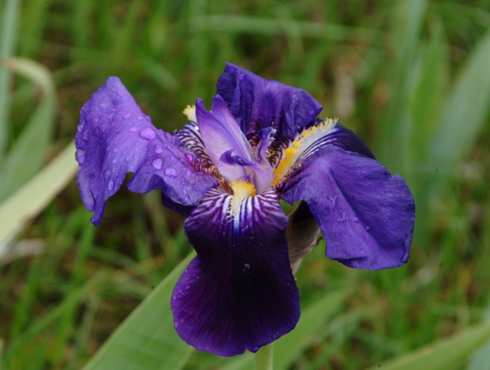 Iris marsica / Iris marsicano , Natura Mediterraneo | Forum Naturalistico