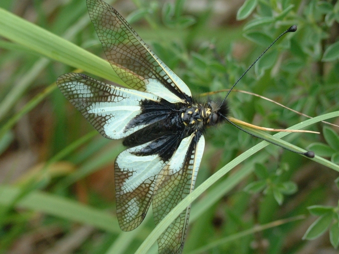 Libelloides lacteus e Libelloides coccajus , Natura Mediterraneo ...