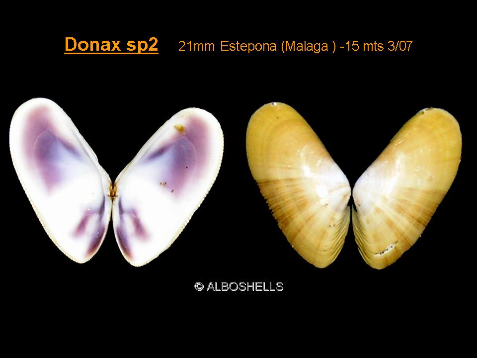 Donax ?? , Natura Mediterraneo | Forum Naturalistico