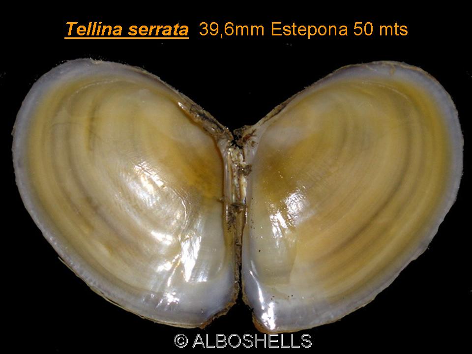 Tellina serrata , Natura Mediterraneo | Forum Naturalistico