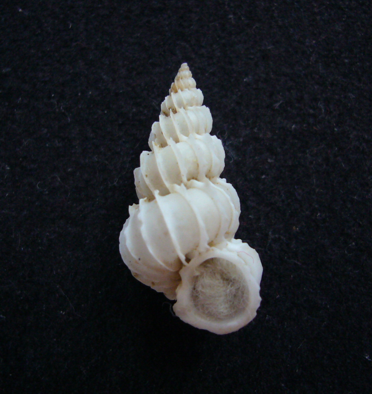 Epitonium??? , Natura Mediterraneo | Forum Naturalistico