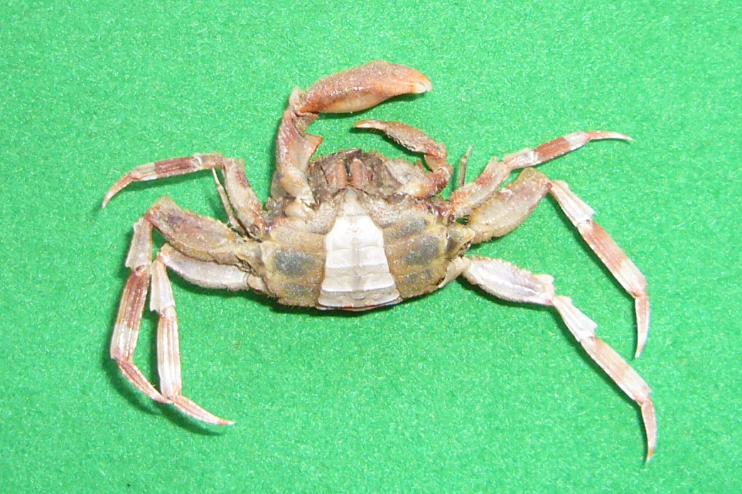 Palicus caronii , Natura Mediterraneo | Forum Naturalistico